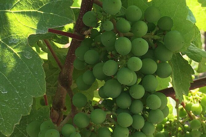 Private Small Group Local Wine, Cider Tasting, Central Saanich - Key Points