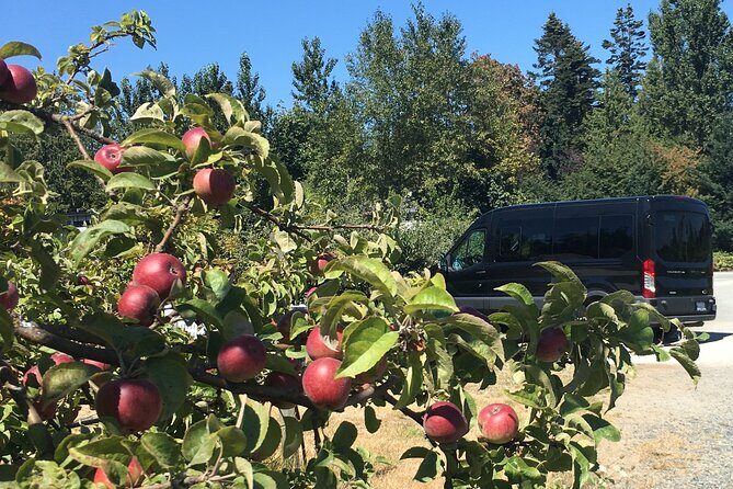 Private Small Group Local Wine, Cider Tasting, Central Saanich - Authentic Experiences from Past Guests