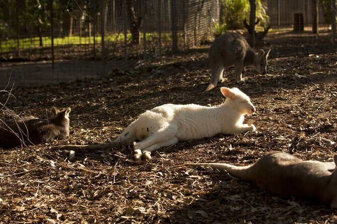 Private Small Group Tour in Blue Mountains - Pricing and Value Analysis