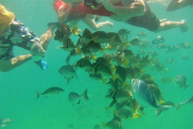 Private Snorkel Cruise in Cabo San Lucas - An In-Depth Review of the Cabo San Lucas Snorkel Cruise
