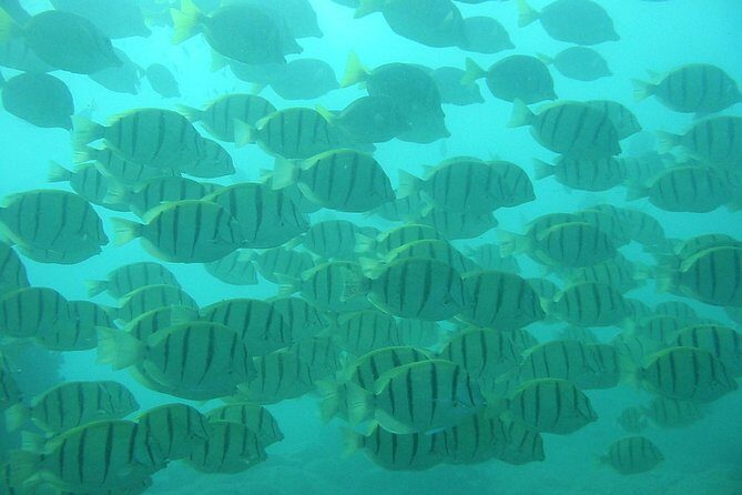 Private Snorkel Cruise in Cabo San Lucas - FAQ