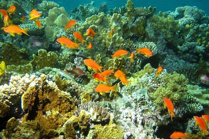 Private Snorkel Santa Maria and Chileno Bay Adventure Los Cabos - Final Thoughts on Value and Who It Suits Best