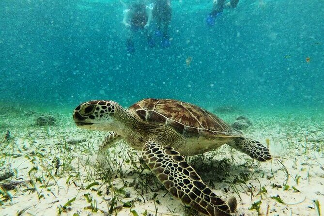 Private Snorkel Tour On The Reef Lagoon - Authentic Traveler Experiences