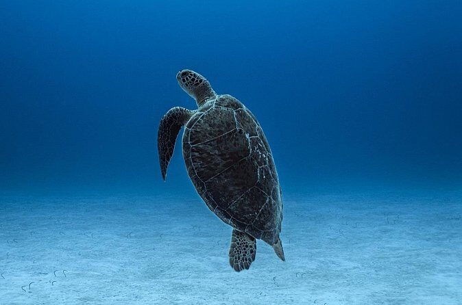 Private Snorkel Tour On The Reef Lagoon - Who Should Consider This Tour?