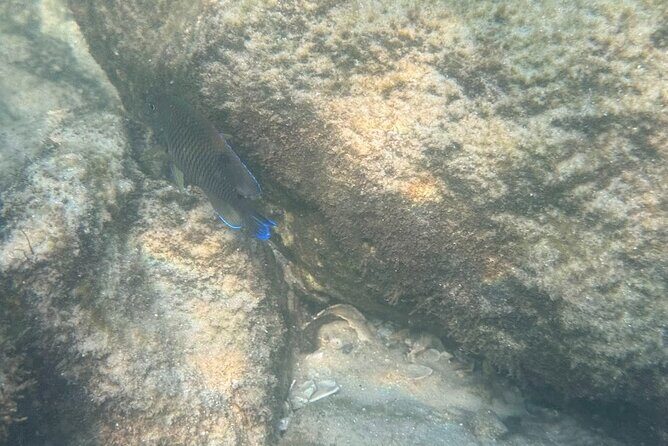 Private Snorkeling Excursion - Key Points