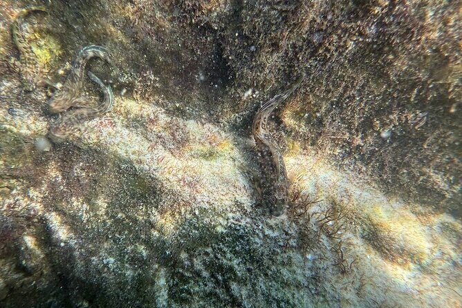 Private Snorkeling Excursion - Additional Information