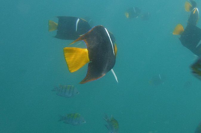 Private Snorkeling Experience and Boat tour to Las Animas Beach - Itinerary Breakdown