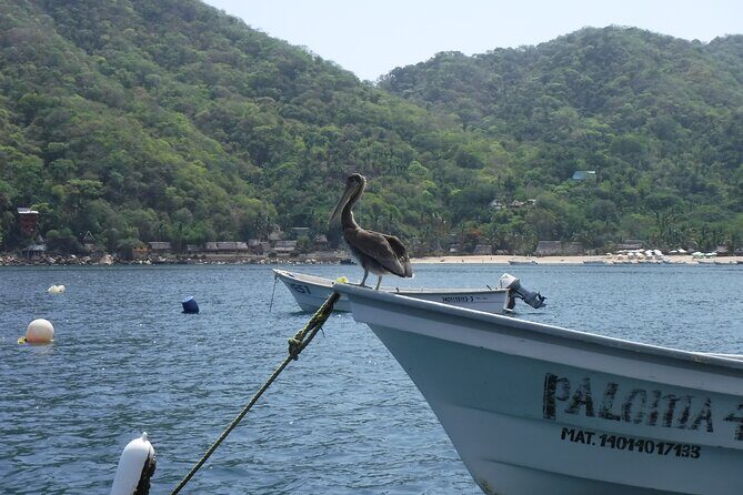 Private Snorkeling Experience and Boat tour to Las Animas Beach - Who Is This Tour Best For?