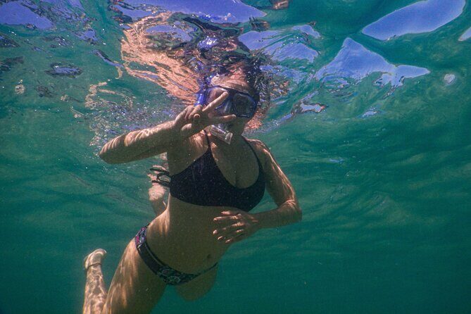 Private Snorkeling Tour In Sydney's Marine Reserve - Key Points