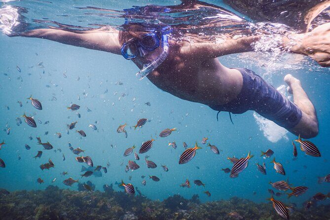 Private Snorkeling Tour In Sydney's Marine Reserve - In-Depth Look at the Snorkeling Experience