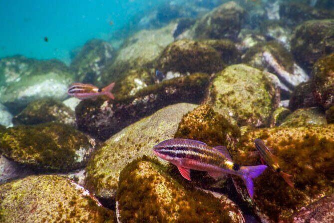 Private Snorkeling Tour In Sydney's Marine Reserve - Who Will Love This Tour?