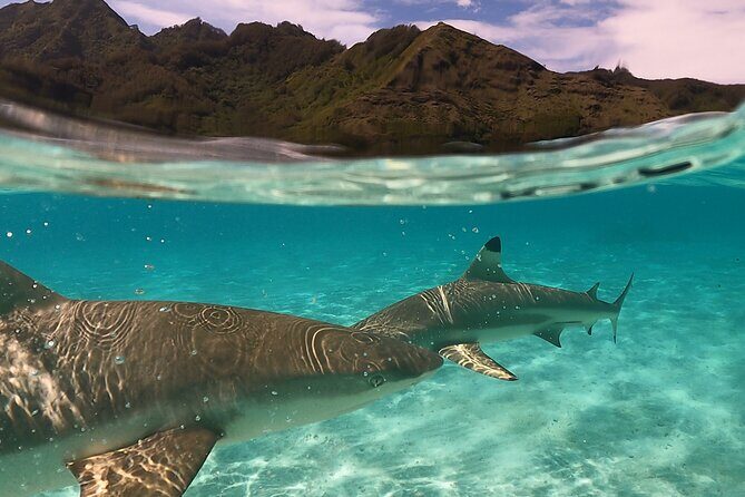 Private Snorkeling Trip on a Polynesian Outrigger - An In-Depth Look at the Tour Experience
