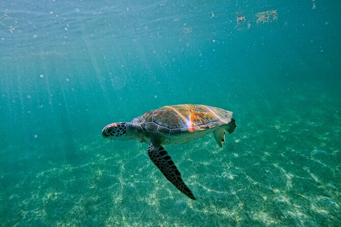"Private Snorkeling with Turtles EN Akumal + Photos Included" - Key Points