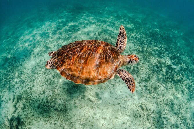 "Private Snorkeling with Turtles EN Akumal + Photos Included" - FAQ (Frequently Asked Questions)