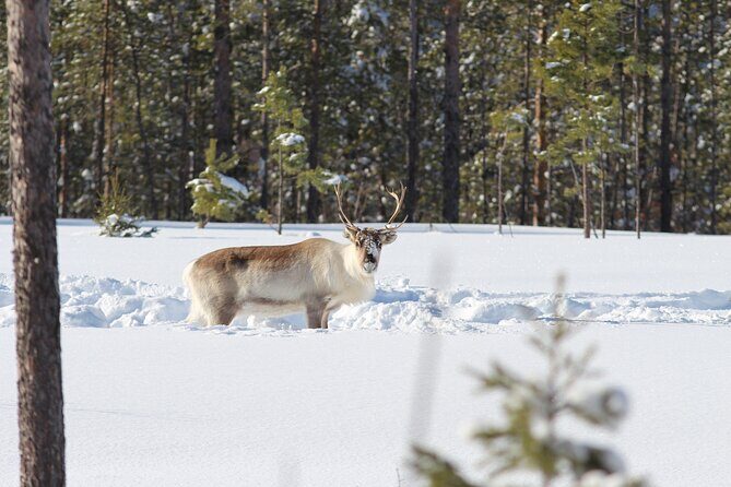 Private snowmobile day tours - The Sum Up