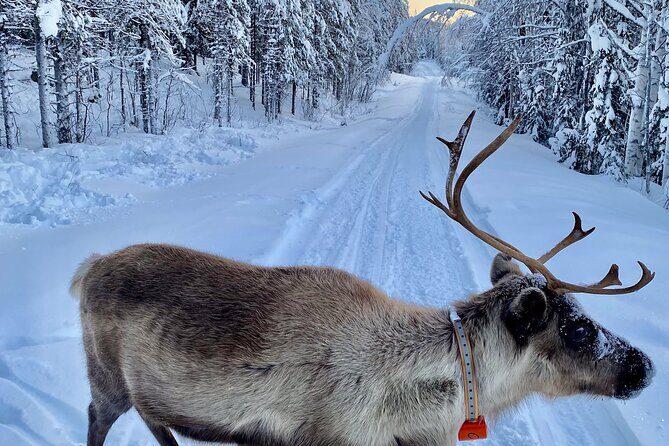 Private snowmobile day tours - FAQ