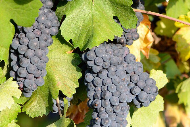 Private Sparkling Wine Tasting in Istria - Final Thoughts