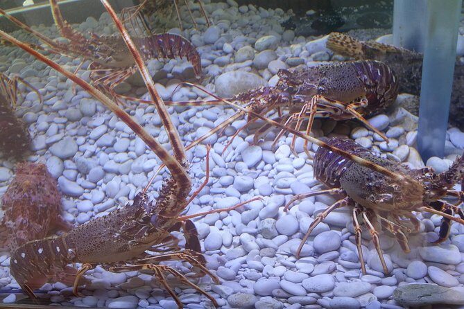 Private Speedboat tour to National Park Kornati Islands - The Sum Up