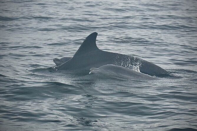 Private Sunset Boat Tour of Charleston Harbor - FAQ