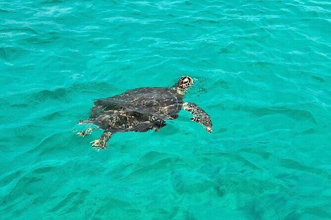 Private Sunset Dolphin Cruise Up to 16 Passengers - The Sum Up