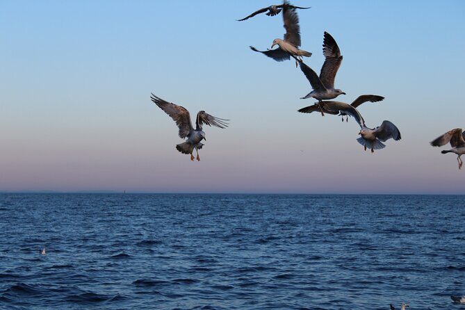 Private Sunset Dolphin Excursion with Dinner and Animation - FAQ