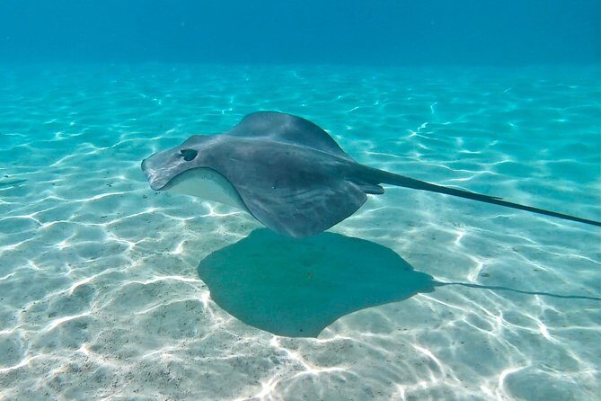 PRIVATE Sunset Tour: Moorea Snorkeling on a Catamaran named Taboo - Who Should Consider This Tour?