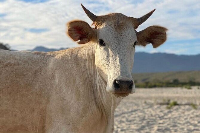 Private Surf Lesson in Baja, East Cape - The Sum Up