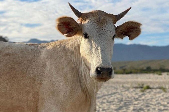 Private Surf Lesson in Baja, East Cape - FAQ