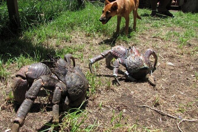 Private Swimming with Turtles/Sharks at Blue Lagoon and Waterfall - Authentic Experiences and Guides