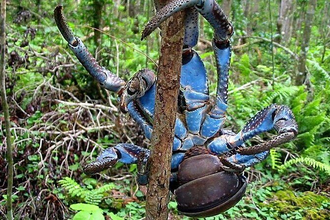 Private Swimming with Turtles/Sharks at Blue Lagoon and Waterfall - The Sum Up