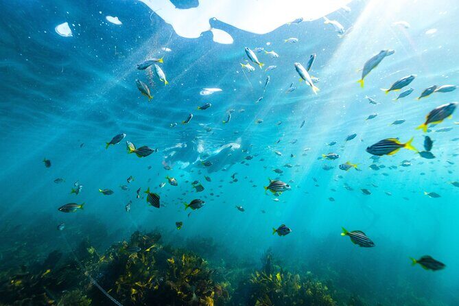 Private Sydney Snorkeling Experience: Explore Cabbage Tree Bay - Key Points