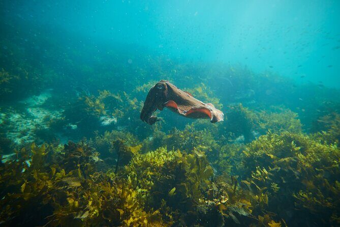 Private Sydney Snorkeling Experience: Explore Cabbage Tree Bay - FAQs