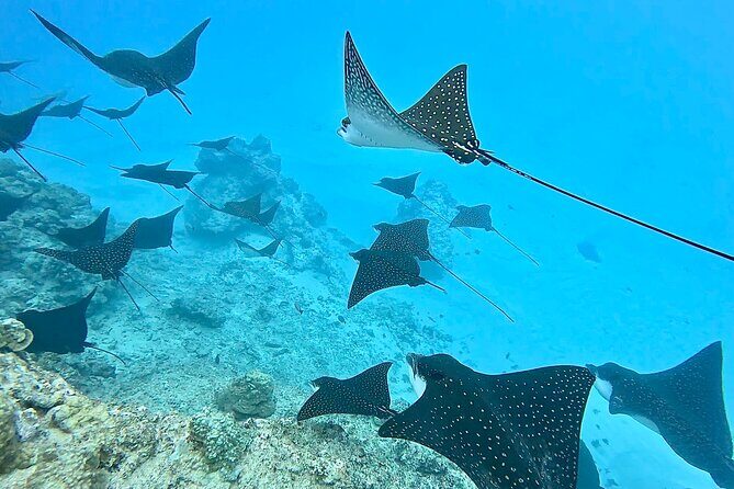 Private Tahiti Lagoon Snorkeling and Lunch Boat Tour - Safety and Accessibility