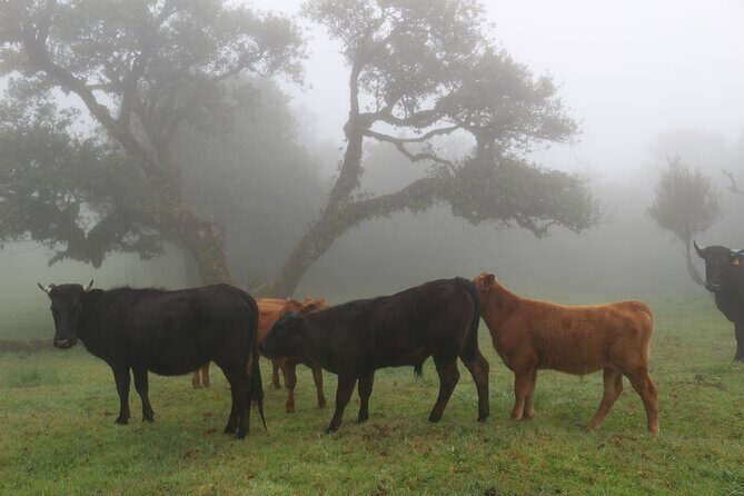 Private Tailored tour to the West in a 4WD. No shared groups! - FAQ