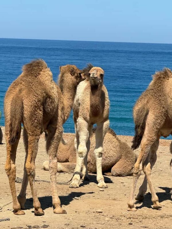 Private Tangier Tour from ferry cruise ship including lunch. - Final Thoughts