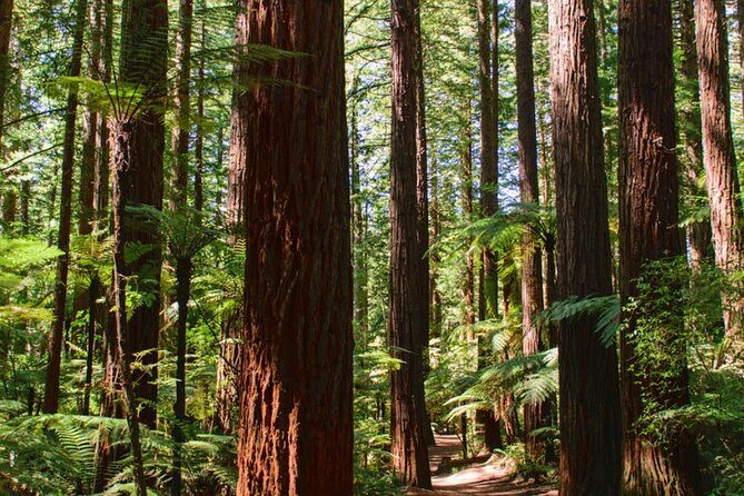 Private Tauranga Day Trip-Rotorua Spa Pools & Te Puia Geysers. - The Sum Up: Who Is This Tour For?