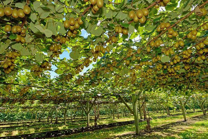 Private Tauranga Day Trip - Te Puia Geysers. A Volcanic Landscape - Authentic Insights from Reviewers