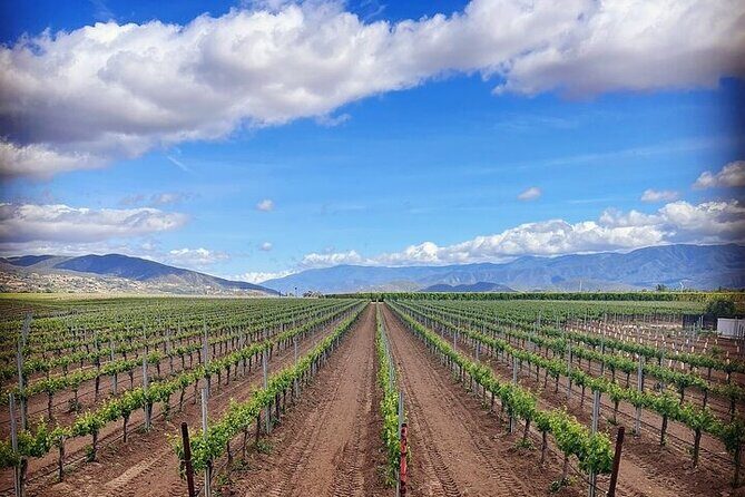 Private Temecula Wine Tour from Escondido - An In-Depth Look at the Temecula Wine Experience