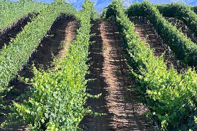 Private Temecula Wine Tour from Murrieta - The Sum Up: Who Will Love This Tour?