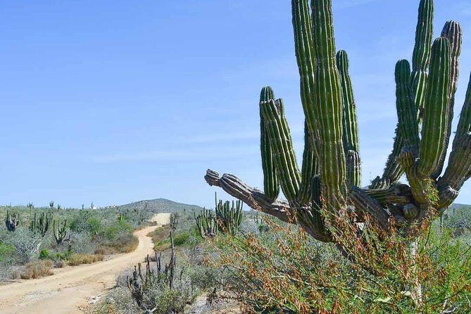 Private Todos Santos Jeep - FAQ