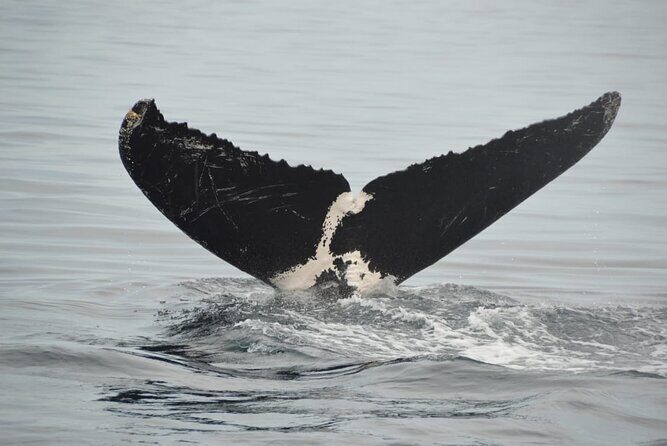 Private Tour 3 Hours of Whale Watching - Discover Puerto Vallarta’s Whales on a Private 3-Hour Tour
