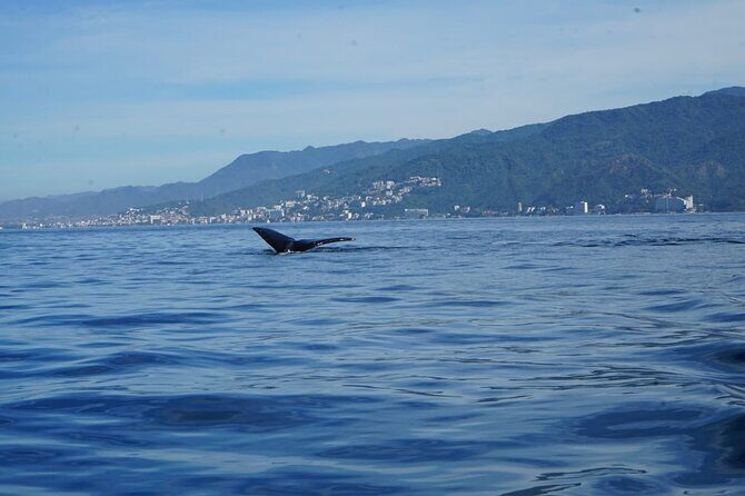 Private Tour 3 Hours of Whale Watching - Who This Tour Is Best For