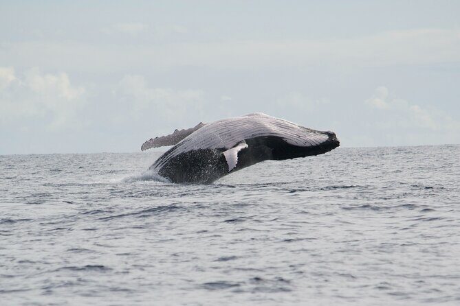 Private Tour 4h Whale watching quiet area peninsula Tahiti - Who Will Appreciate This Tour?