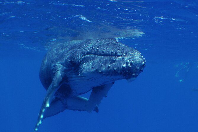 Private Tour 4h Whale watching quiet area peninsula Tahiti - Final Thoughts: Is This Tour Worth It?