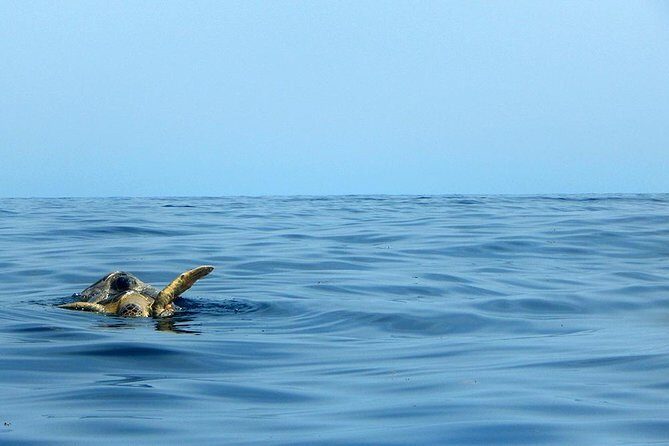 Private Tour: Akumal Marine Turtle Snorkeling and Cenote Adventure - The Value Proposition