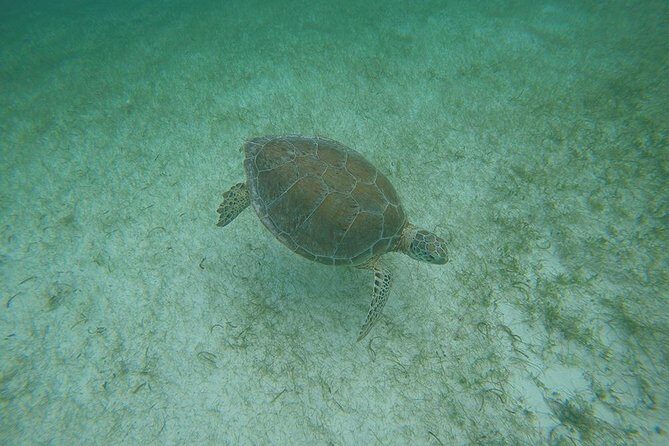 Private Tour: Akumal Marine Turtle Snorkeling and Cenote Adventure - FAQ
