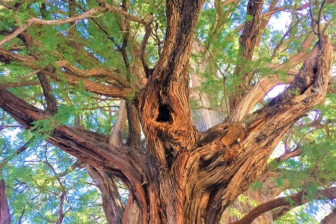 Private Tour, all inclusive: Tlacochahuaya, Mezcal, Teotitlán del Valle - Who Will Love This Tour?