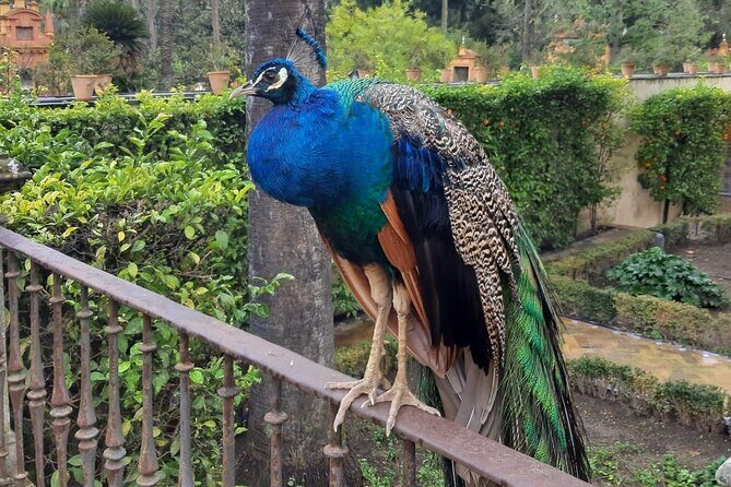 Private tour and tickets of Alcazar & Cathedral of Seville - FAQs