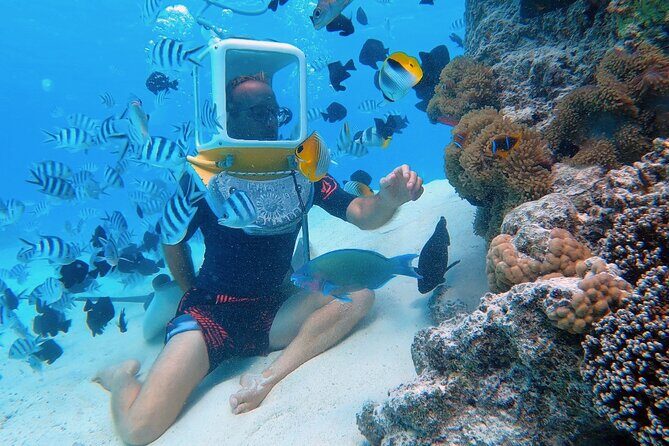 Private Tour: Aqua Safari Scuba Diving - The Marine Environment and the Coral Gardens