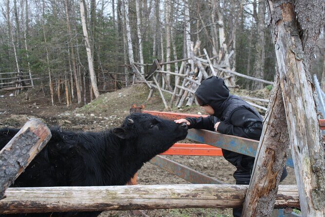 Private Tour at Historic Alaska Dairy Farm - An Intimate Look at Alaska’s Dairy Farm Life